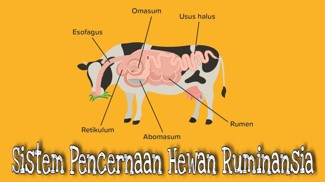 Sistem Pencernaan Hewan Ruminansia - YouTube