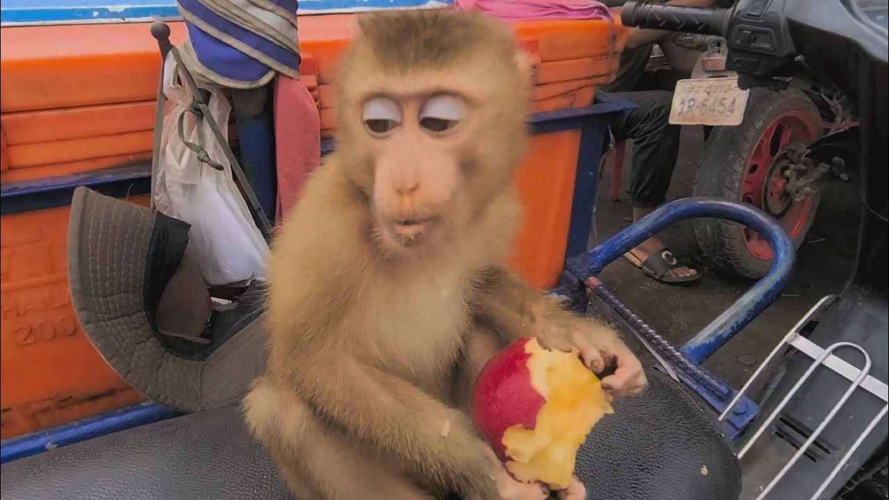 Monkey Yaya gets an apple and eats it on a motorcycle alone - YouTube