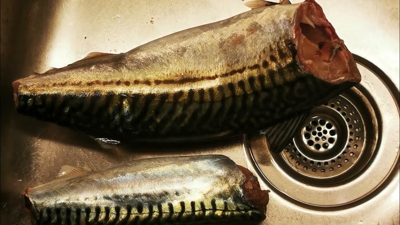 НОРВЕГИЯ 🇳🇴 Что не так с рыбой в норвежских фьордах - YouTube
