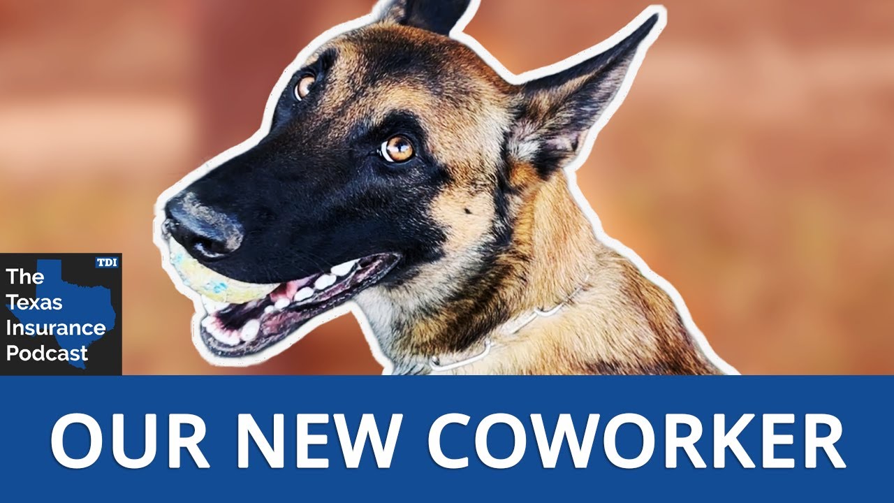 Have you heard of accelerant detection dogs? - YouTube