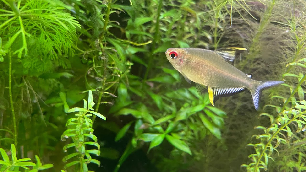 Lemon Tetra Hyphessobrycon Pulchripinnis Fish Species
