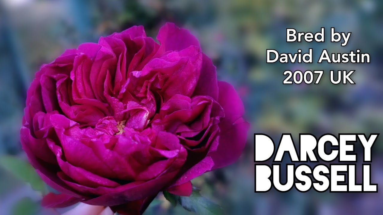 DARCEY BUSSELL ROSE plant by David AUSTIN 2007 UK バラ ダーシー バッセル - YouTube