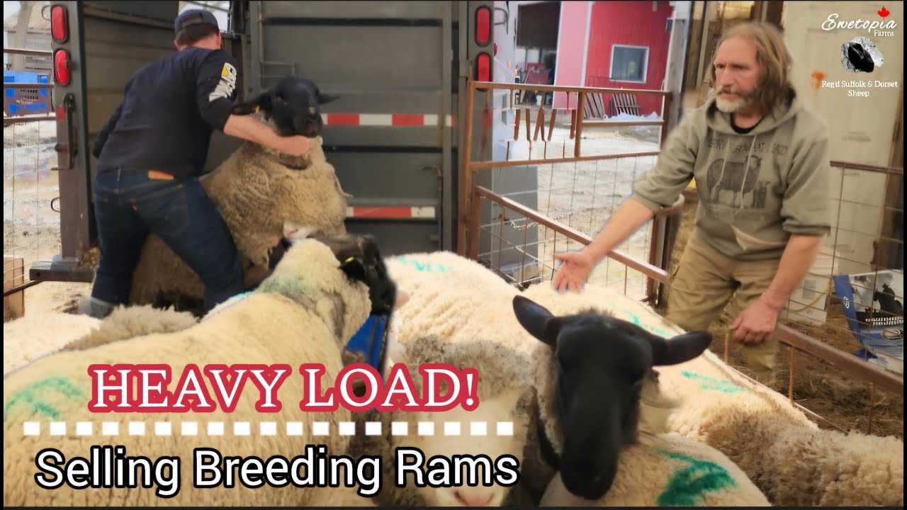 HEAVY LOAD! Selling Breeding Rams! - YouTube