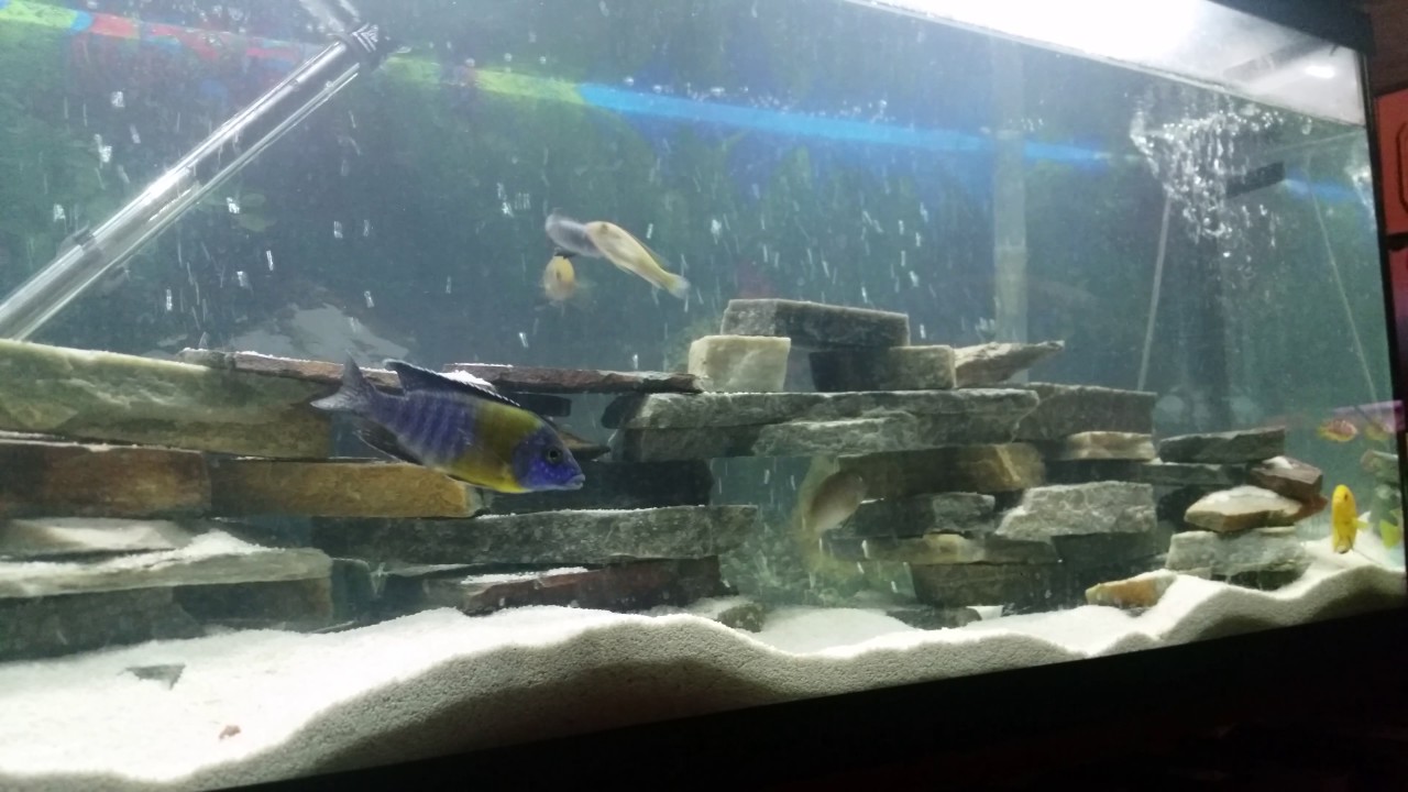 New African Cichlid rockscape! - YouTube
