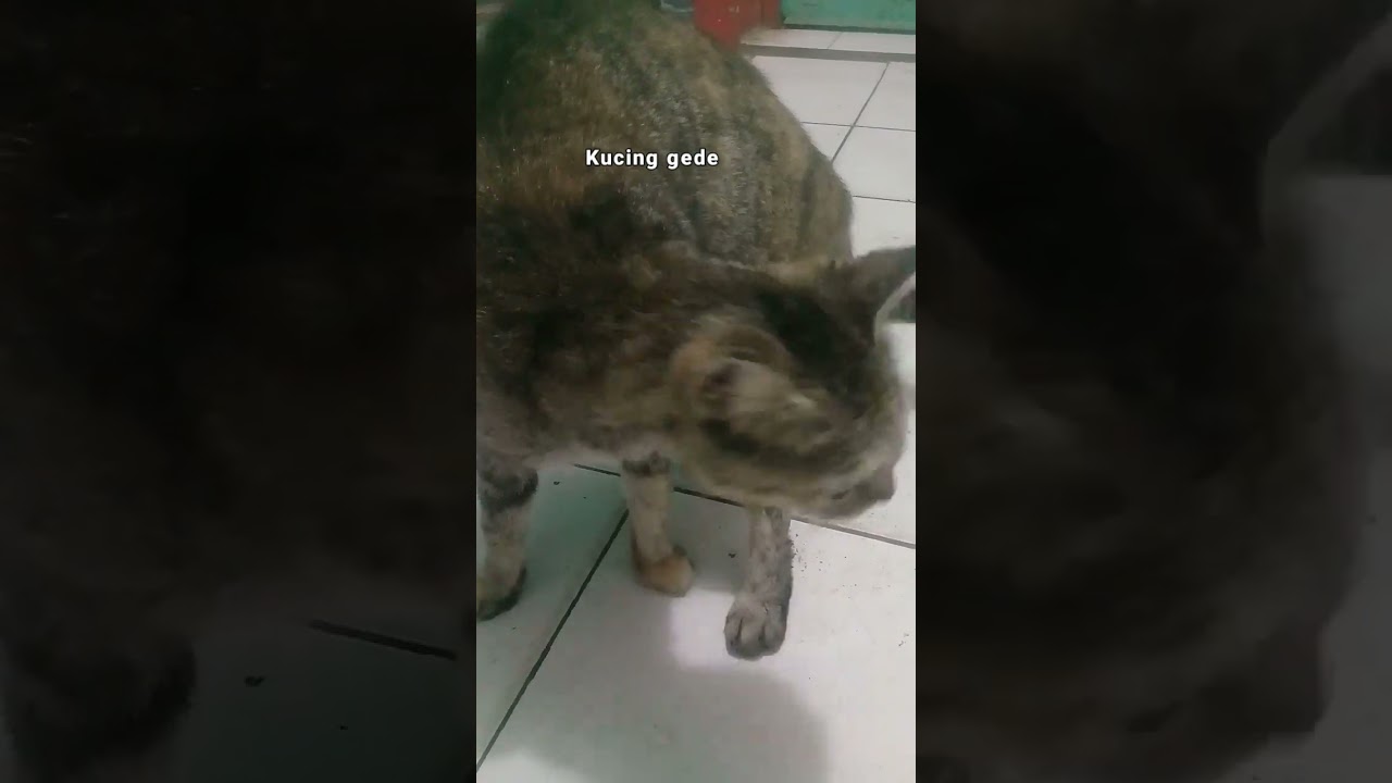 masyaAllah nemu kucing gede amat - YouTube