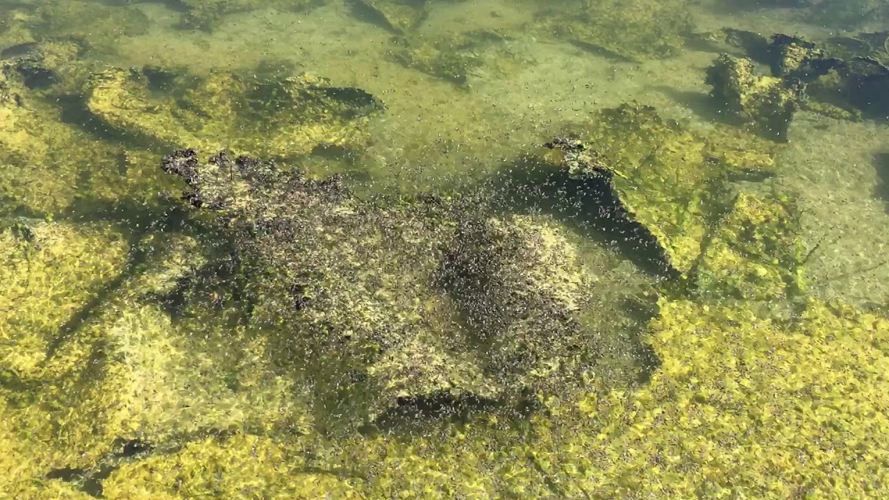 Brine flies at Buse Lake - YouTube