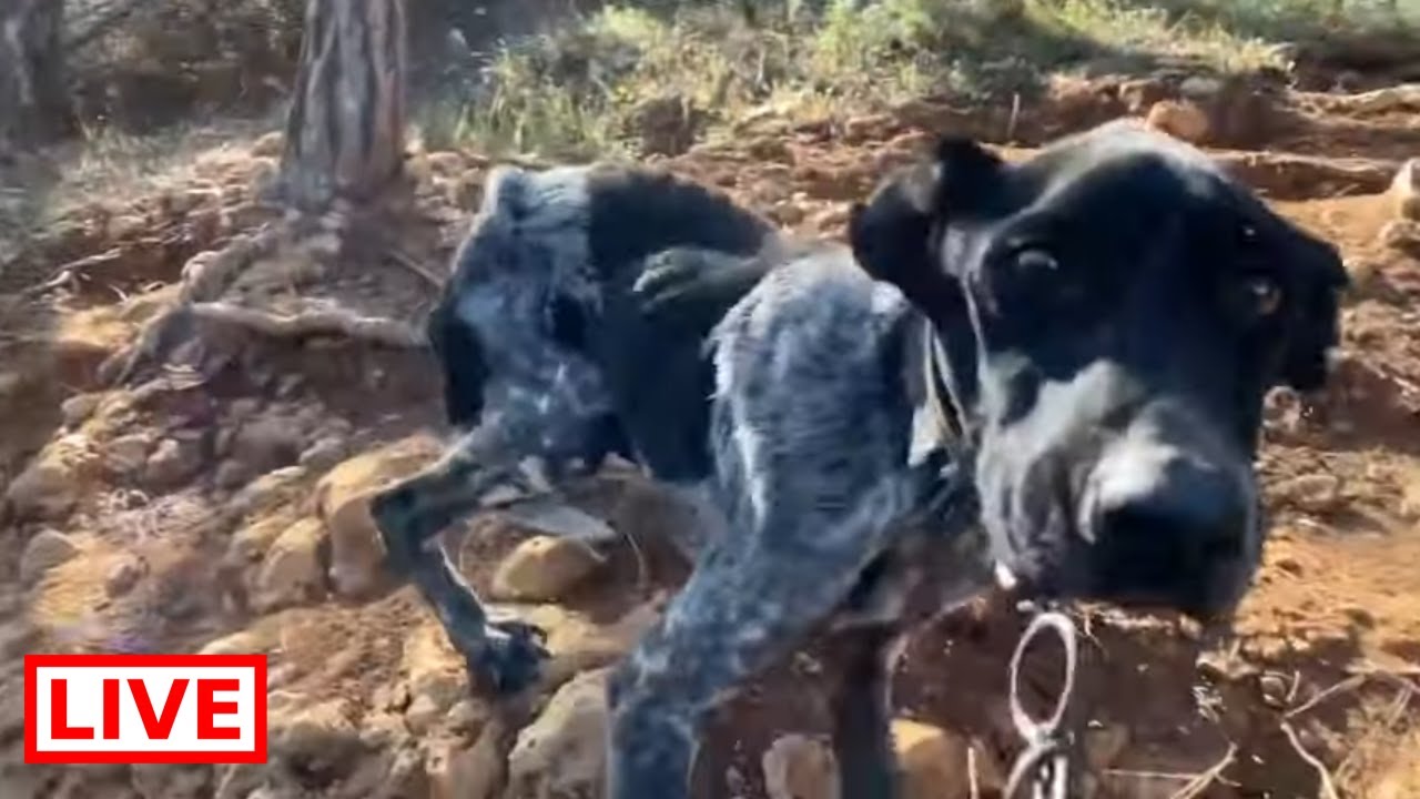 Freedom for one more dog locked up in a chain in the middle of nowhere ...