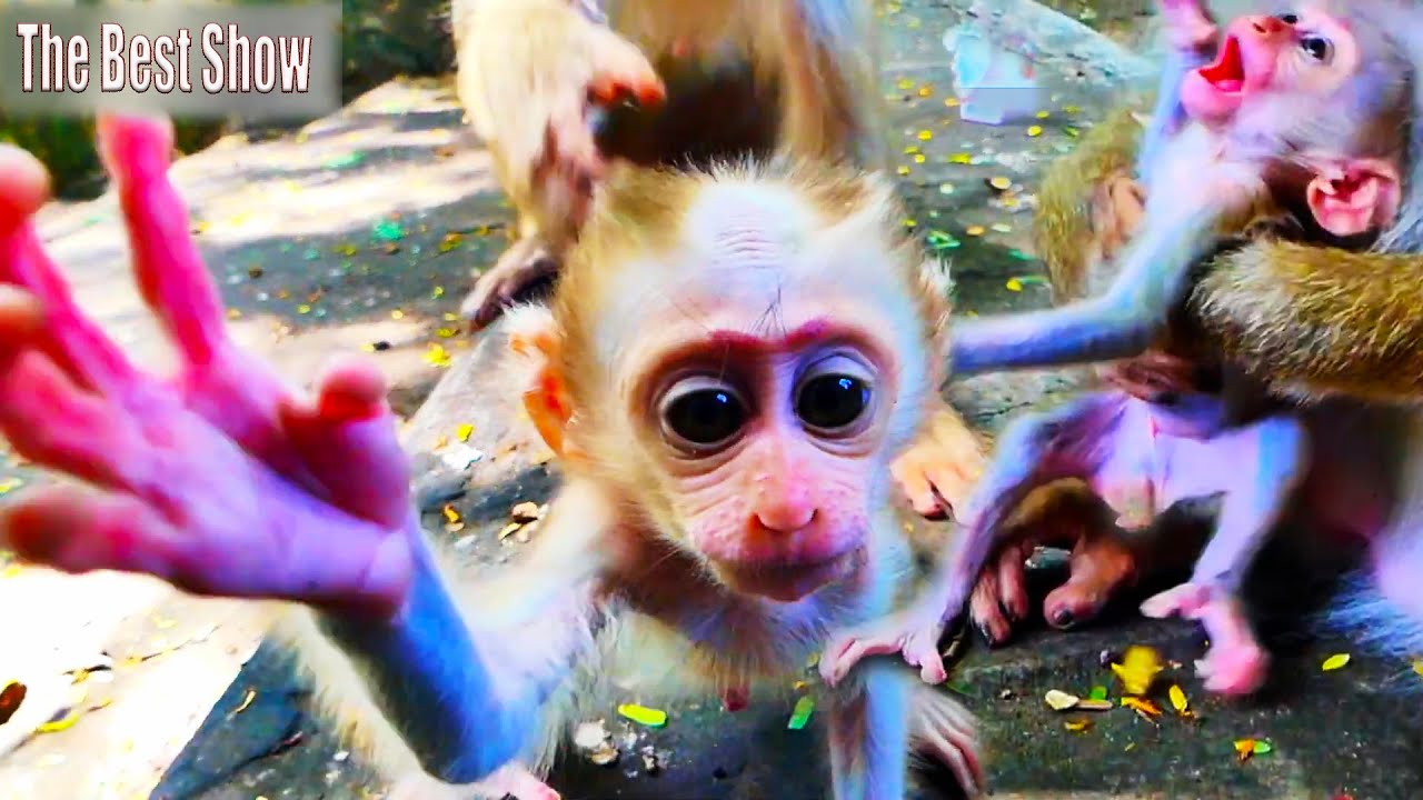 New Fun Action, So Cute & Smart baby monkey walking slowly to say ...