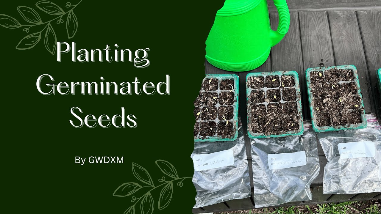 Planting our Germinated Seeds @gardeningwithdaxman - YouTube