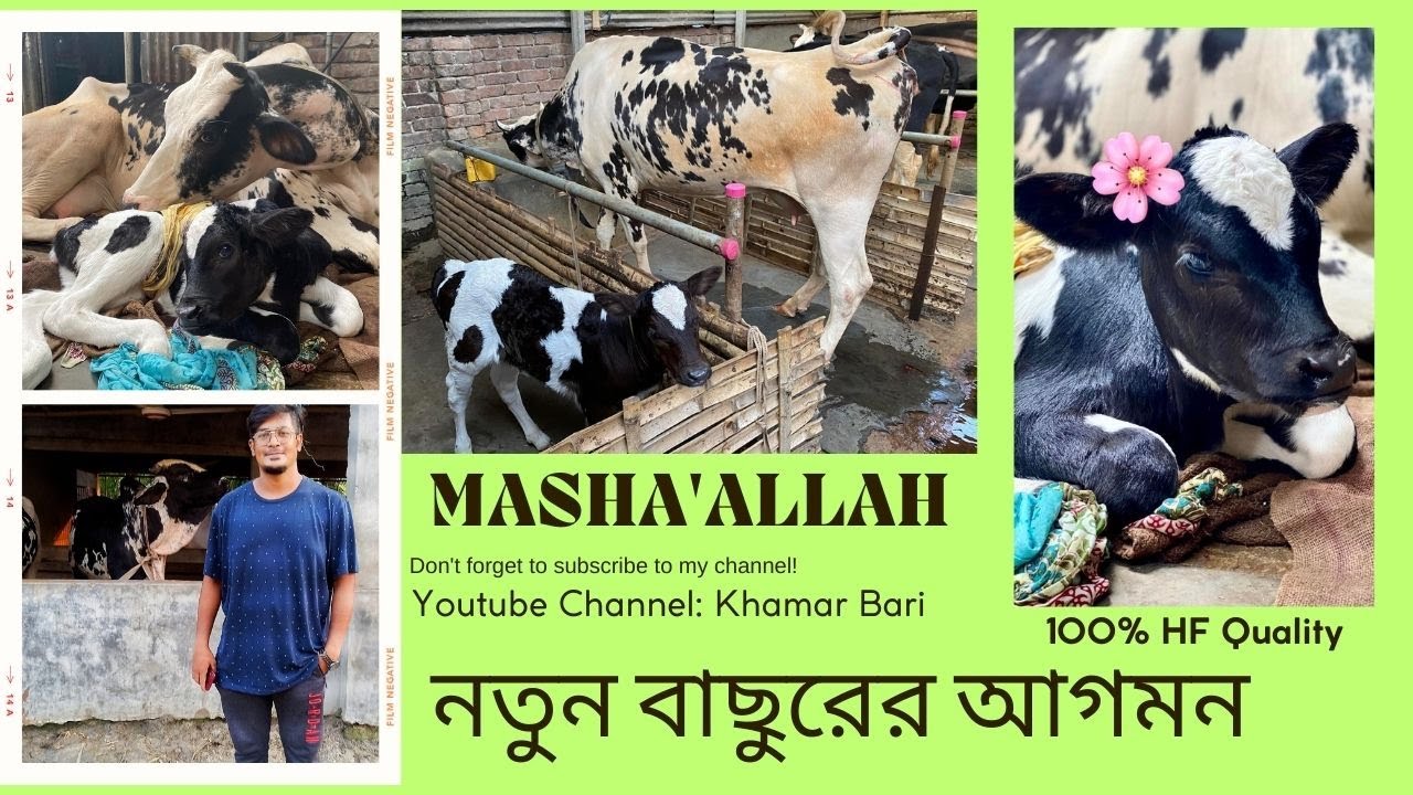 Masha Allah Cattle Farm Cow Khamar Bari #viral || Bangladesh - YouTube