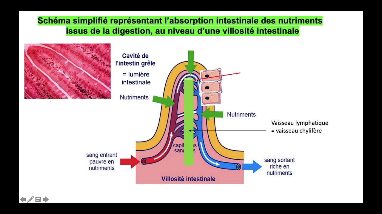 vidéo 1 sur le chapitre 3.5. absorption des nutriments - YouTube