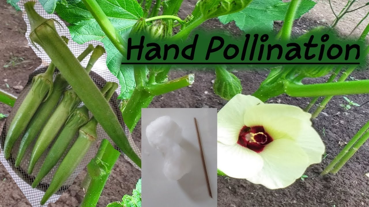 Hand Pollination of Okra | sabay harvest time | Simpleng pamilyang ...