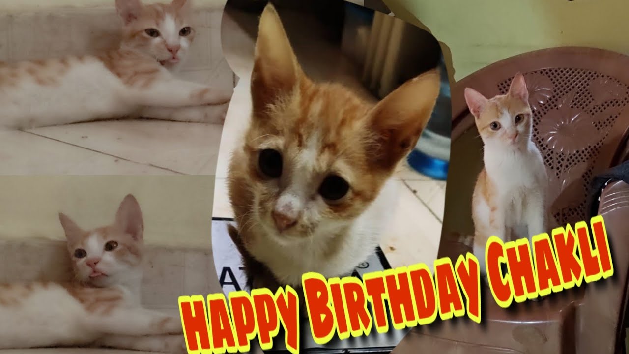 The Chakli (My Cat) story | How i Adopted Her | Happy Birthday Chakli ...