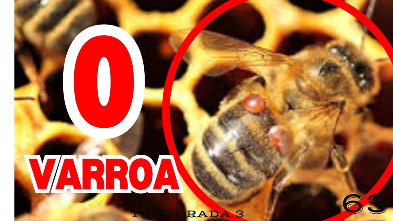 El TRUCO DEFINITIVO para controlar la VARROA 🧐 "colmenas con 0 varroa ...