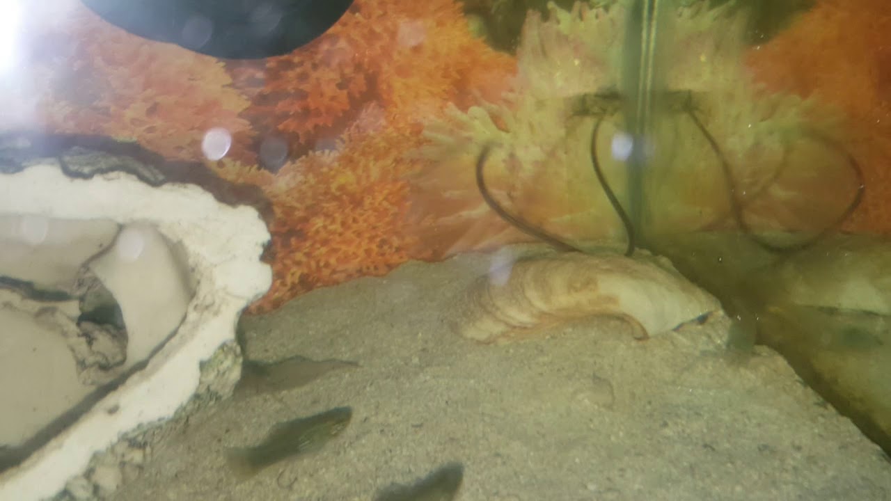 Spaghetti eel Moringua Raitaborua eating - YouTube