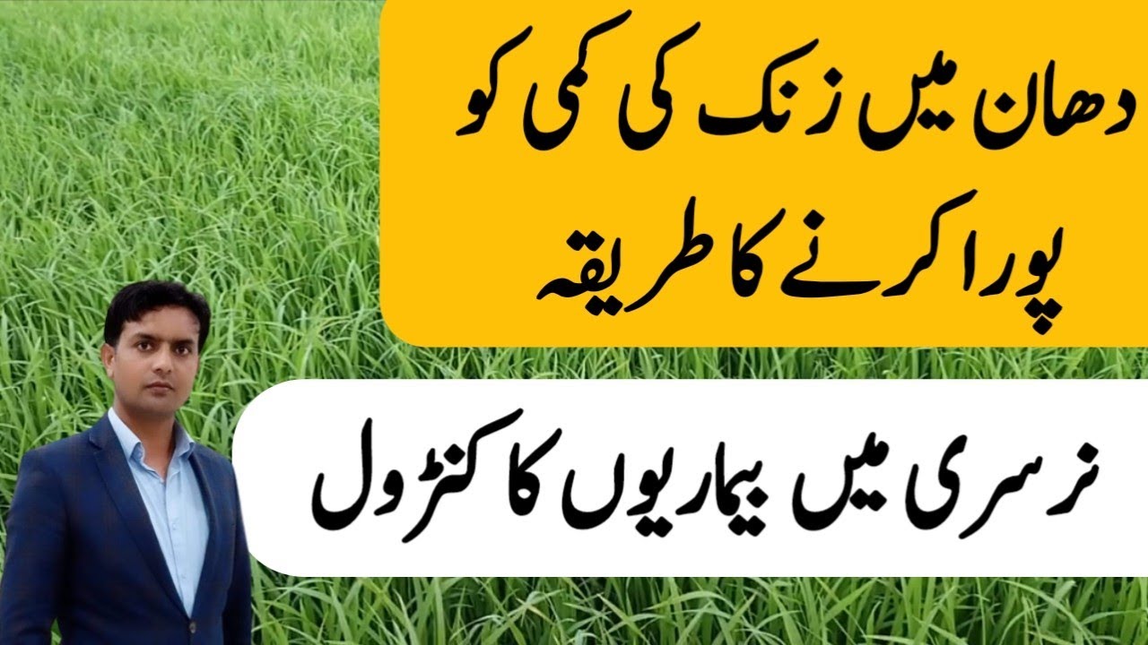 How to control zinc deficiency and Diseases in Rice crop | Plant ...