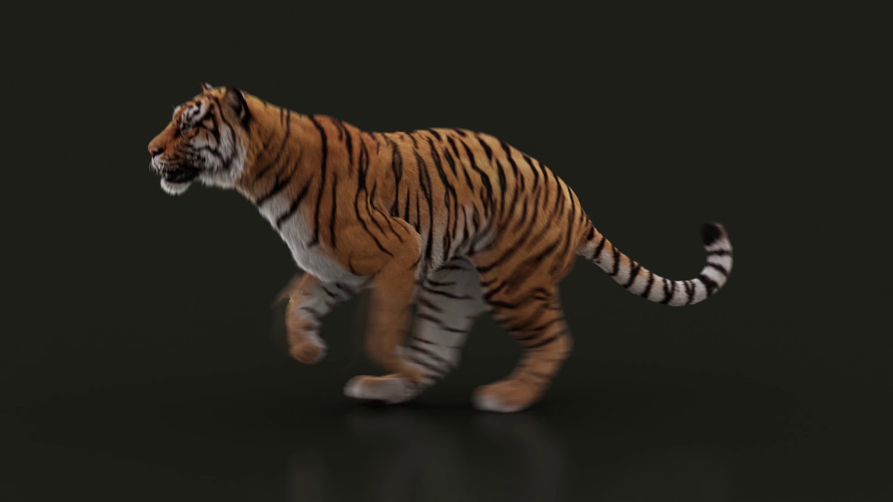 Bengal Tiger run loop - YouTube
