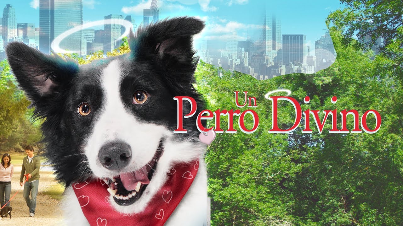 UN PERRO DIVINO-TRAILER ESPAÑOL - YouTube