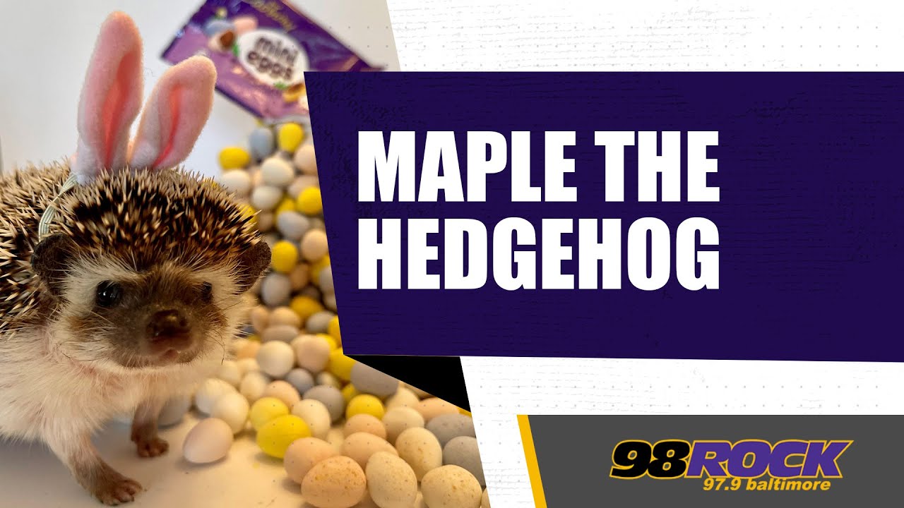 Maple the Hedgehog - YouTube