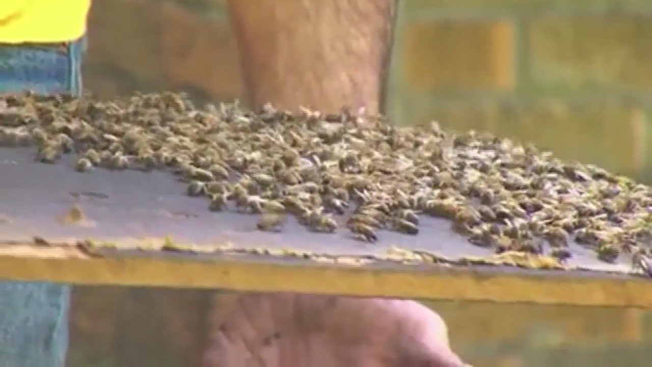 How you can help Missouri's bee population this spring - YouTube