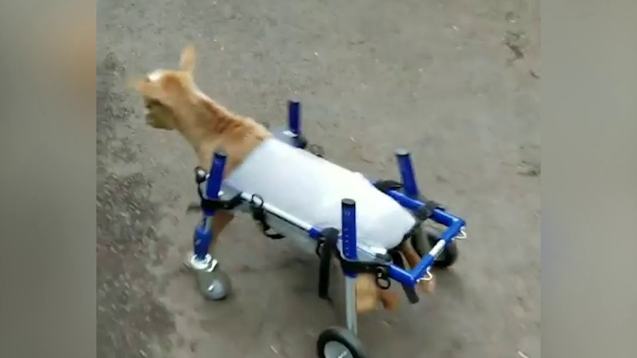 Lawson the Goat Running Around in Walkin' Wheels Wheelchair - YouTube
