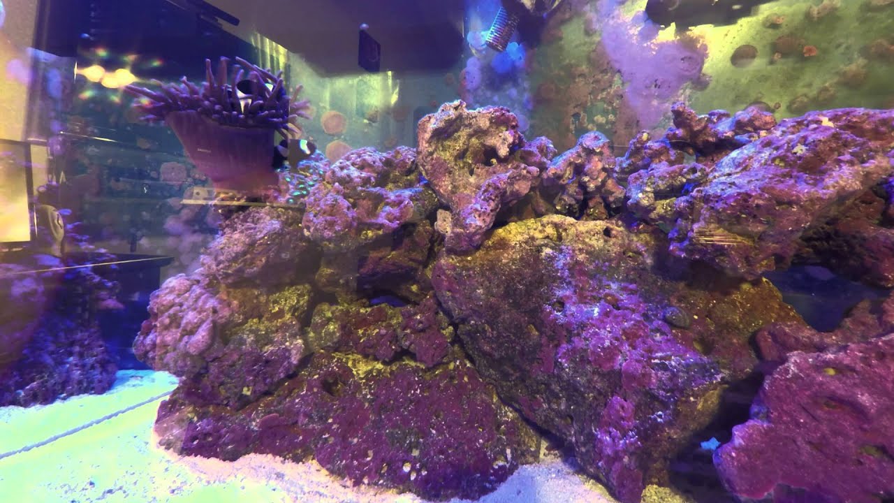 Anemone Walking Timelapse - YouTube