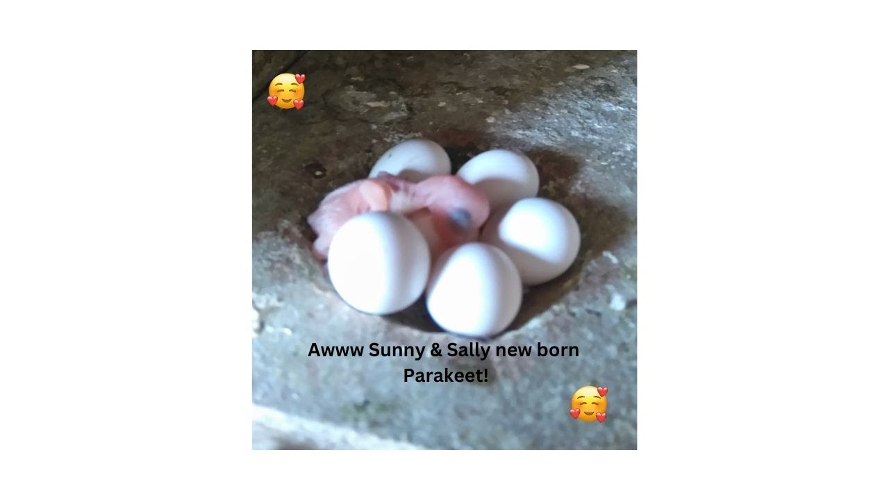 Sunny & Sally New born Parakeet! - YouTube