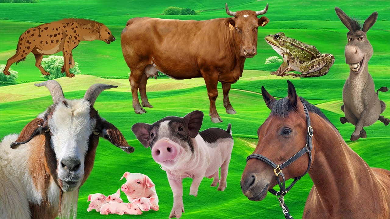 Cute Little Animals, Animal Sounds : Cow, Horse, Hyena, Donkey, Frog ...