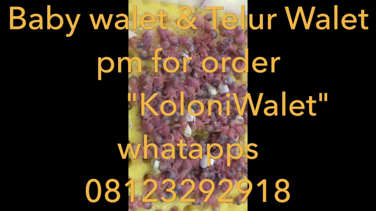 Jual Telur Walet & Anak Walet by Koloni Walet - YouTube