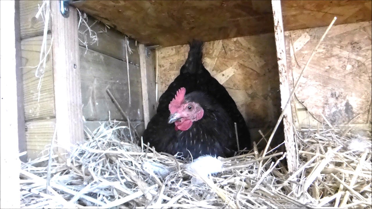 The black chicken laying an egg 07-10-2019 - YouTube