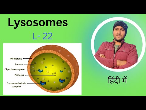 Lysosomes | Lysosome structure and function | Types of Lysosomes | Cell ...