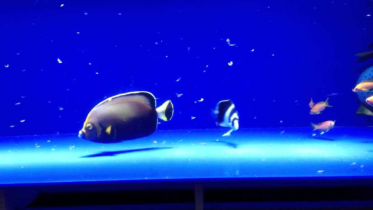 Divers Den Conspic Angelfish - YouTube