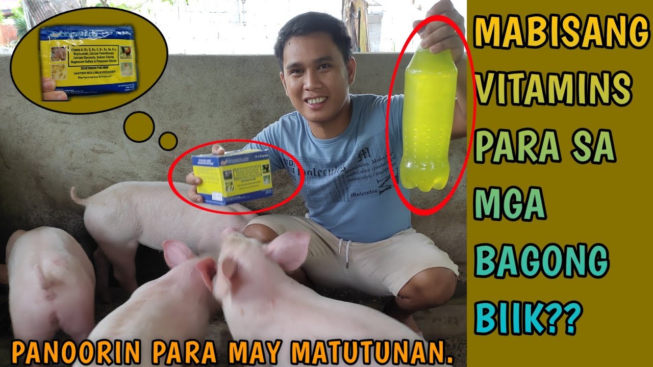 MABISANG VITAMINS PARA MAGANANG KUMAIN ANG ATING MGA ALAGANG BIIK | 1 ...