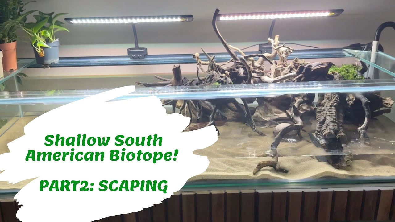 Shallow South American Biotope! PART2: AQUASCAPING! - YouTube