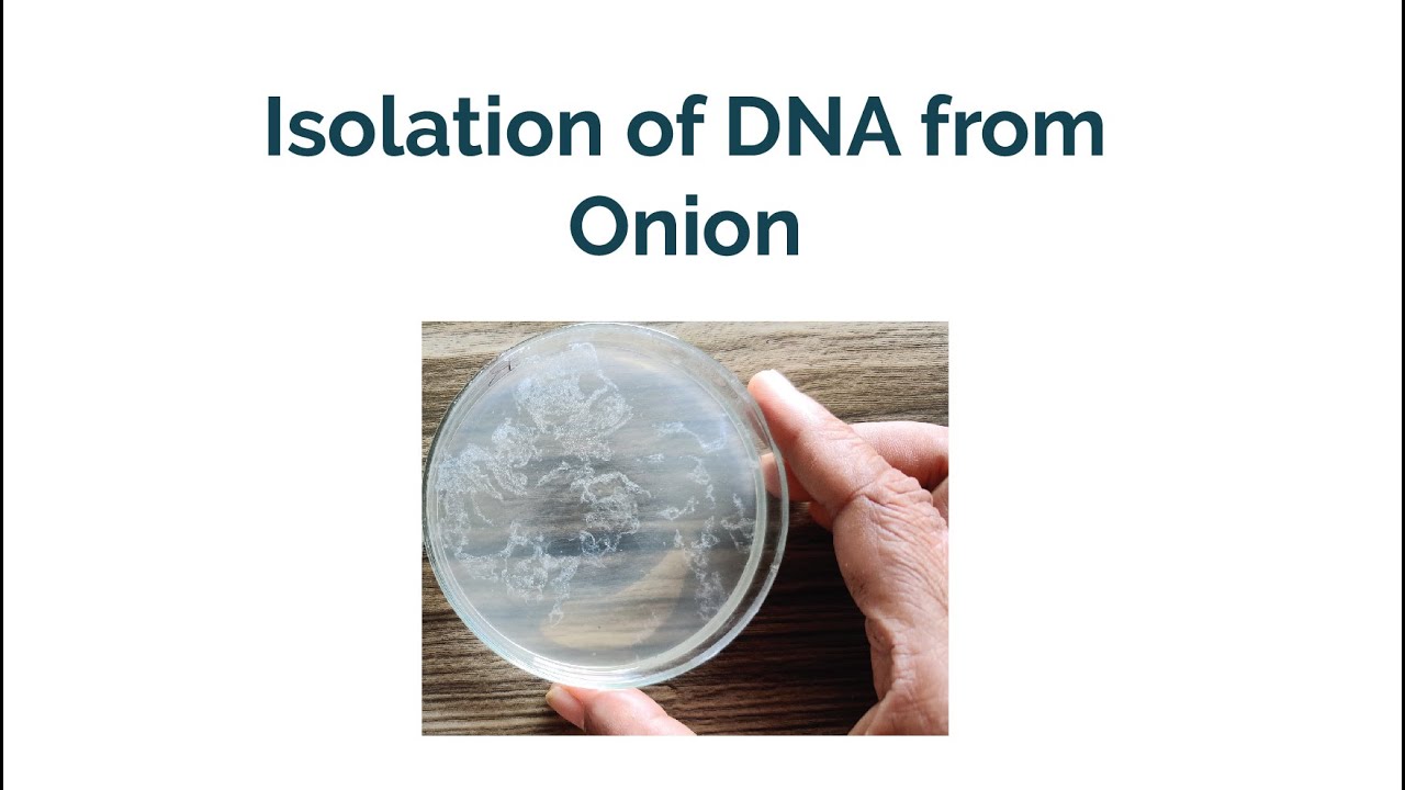CLASS: XII CORE EXPERIMENT (MAJOR EXPERIMENT) @ ISOLATION OF DNA FRM ...