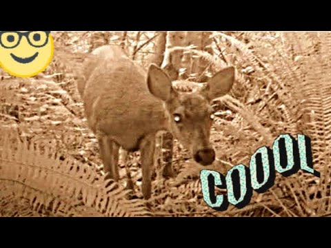 BEAUTIFUL DEER CAUGHT ON TRAIL CAM - YouTube