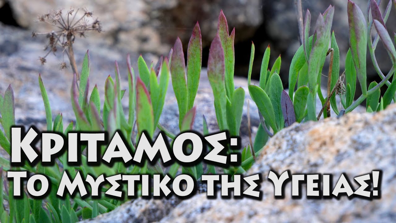Τα Οφέλη του Κρίταμου: Μια Σούπερ Τροφή από την Ελλάδα! - YouTube