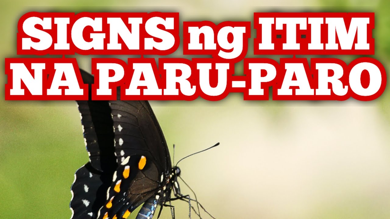 4 Signs ng itim na Paru-paro | Malinaw na Senyales @dreamsmaster1818 ...