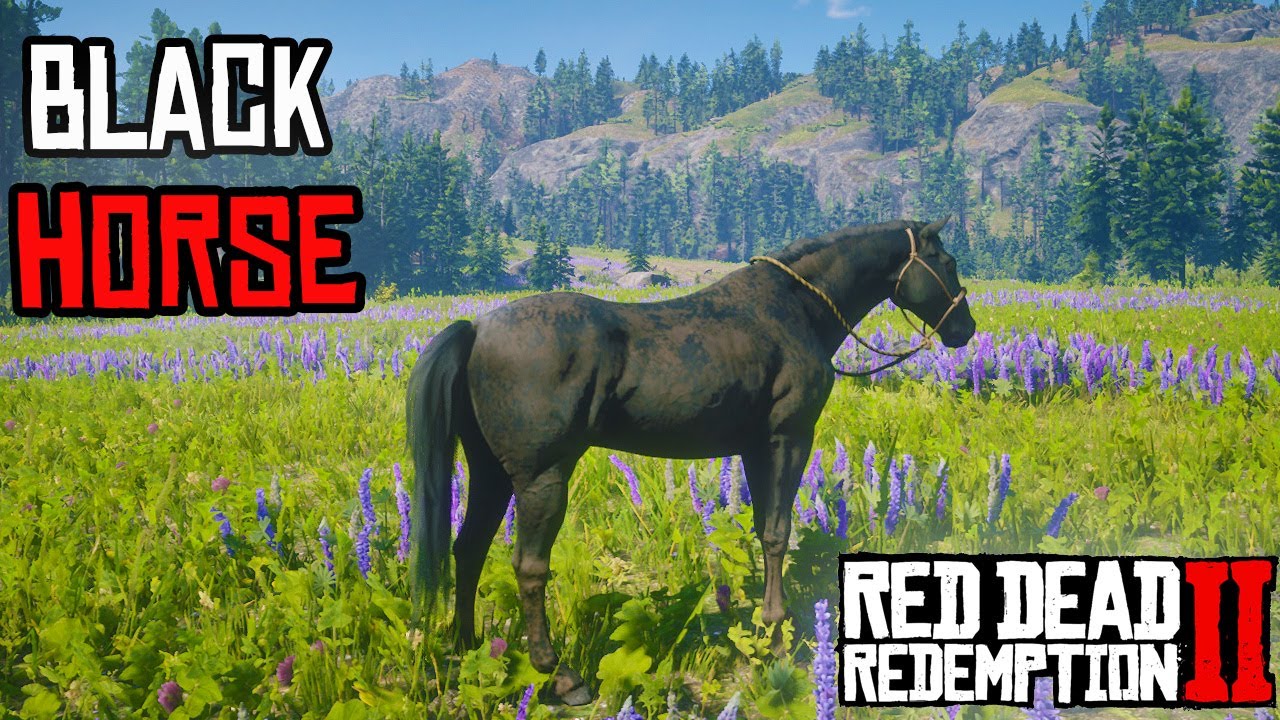 Black Horse in Red Dead Redemption 2 - YouTube