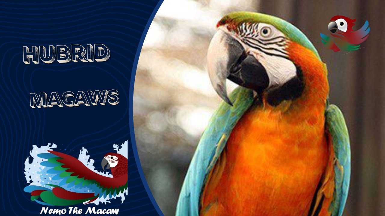 HUBRID MACAWS - YouTube