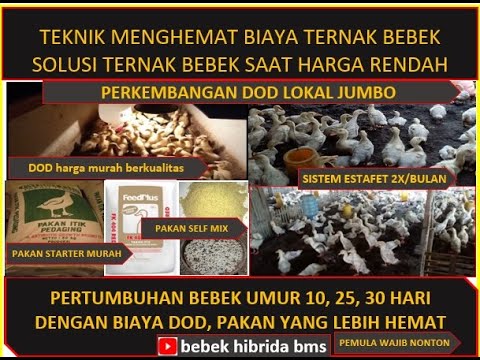 SOLUSI TETAP MERAUP UNTUNG TERNAK BEBEK PEDAGING UMUR 10,25,30 HARI ...