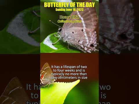 How To Distinguish Elfin Butterfly From Hairstreak Butterflies