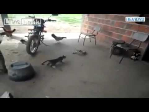 Korkudan nereye kaçtığını şaşıran kedi