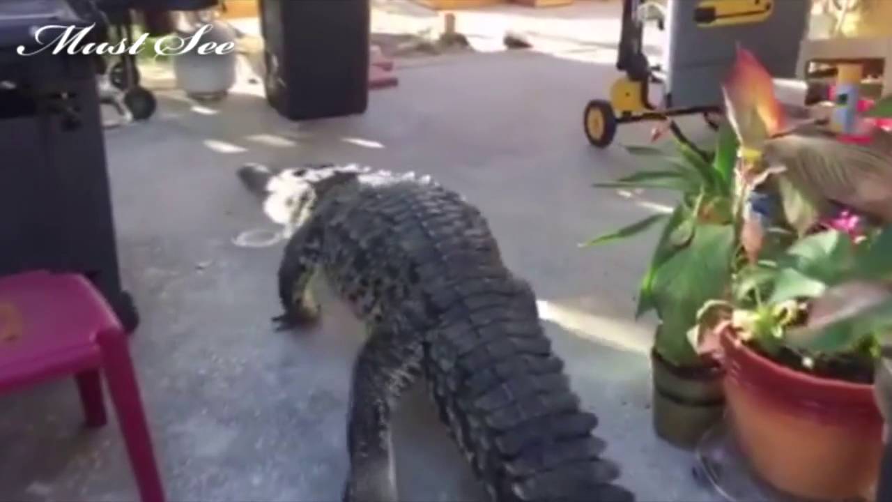 Crocodile in the house - Crocodile Stays inside the house - YouTube