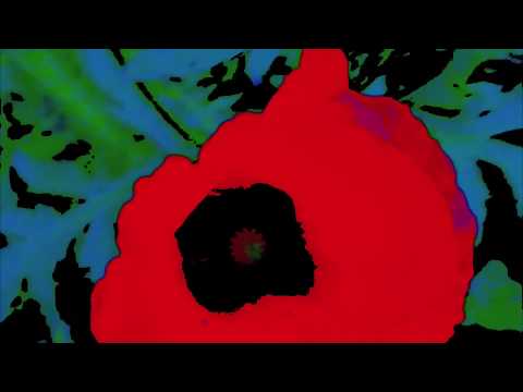 Coquelicots