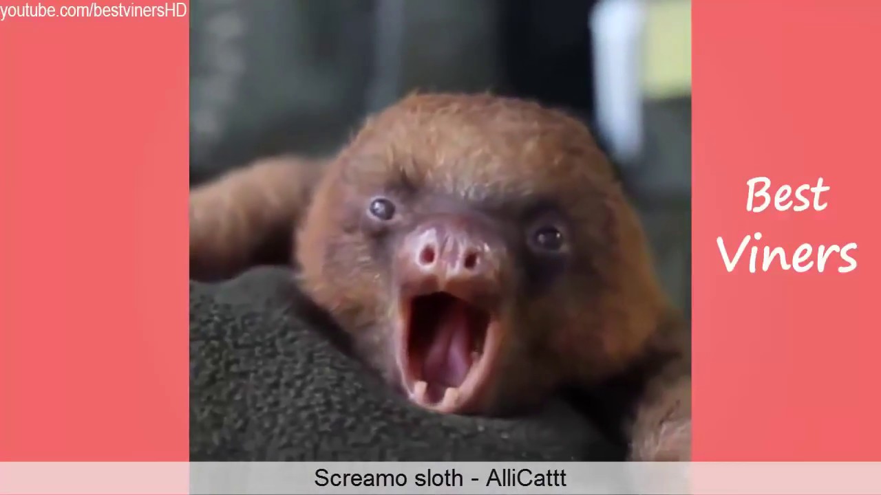 Top 100 Funny Animals Vines 2015 Best Viners - YouTube