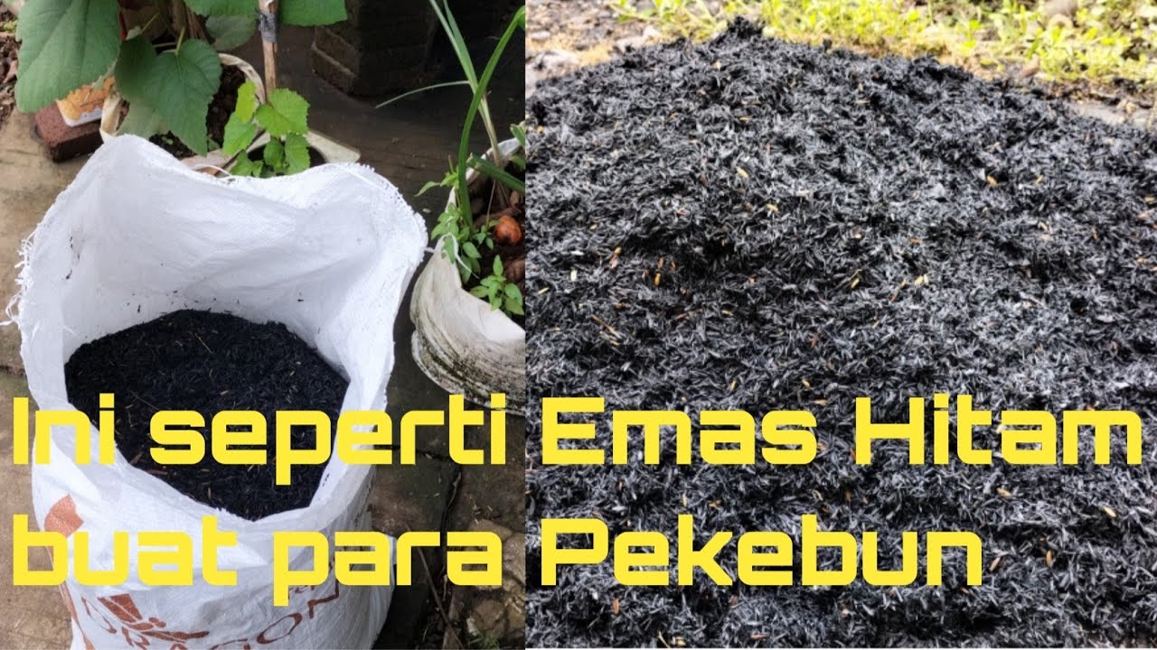 Tutorial amatir "Membuat Sekam Bakar" - YouTube