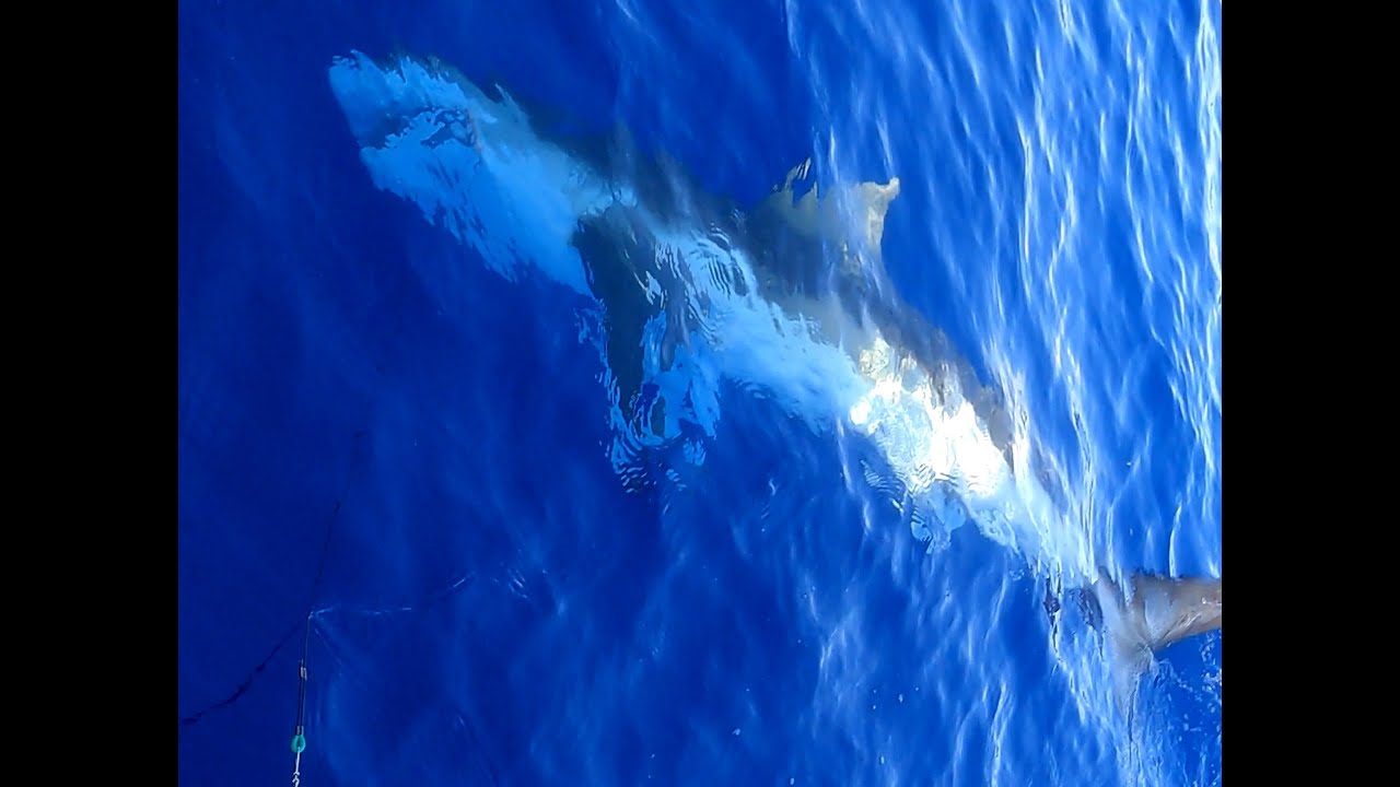 Epic Shark Battle @ Islamorada Hump Left Key Largo off Shore to Catch ...