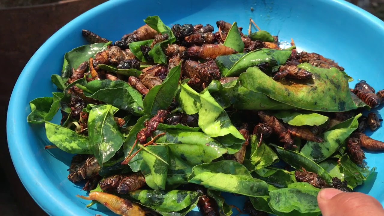 Noj kab noj kooj nrog phaub tham 02 - YouTube