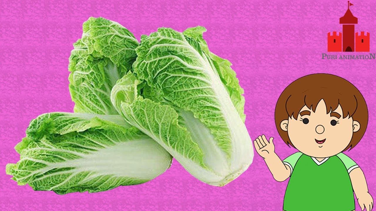 Mengenal Sawi Putih | Puri Animation - YouTube